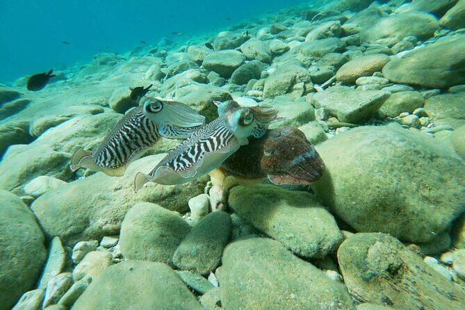 Heraklion: Scuba Diving Experience for Beginners - Who Should Consider This Tour?