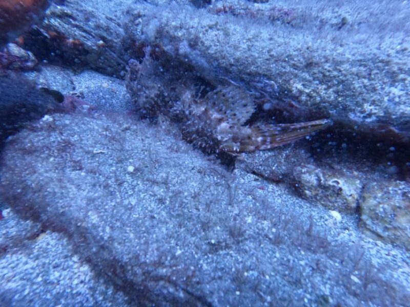 Heraklion: Scuba Diving Experience for Beginners - A Practical Introduction to Scuba in Crete