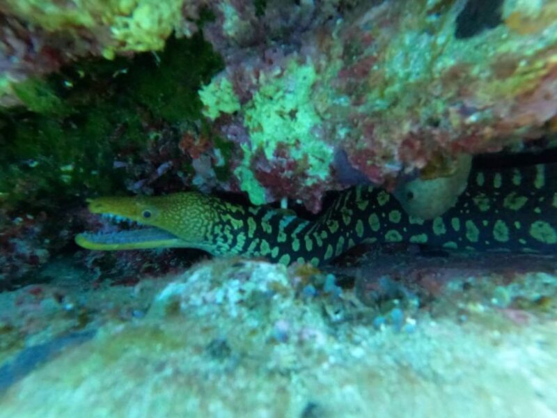 Heraklion: Scuba Diving Experience for Beginners - FAQ