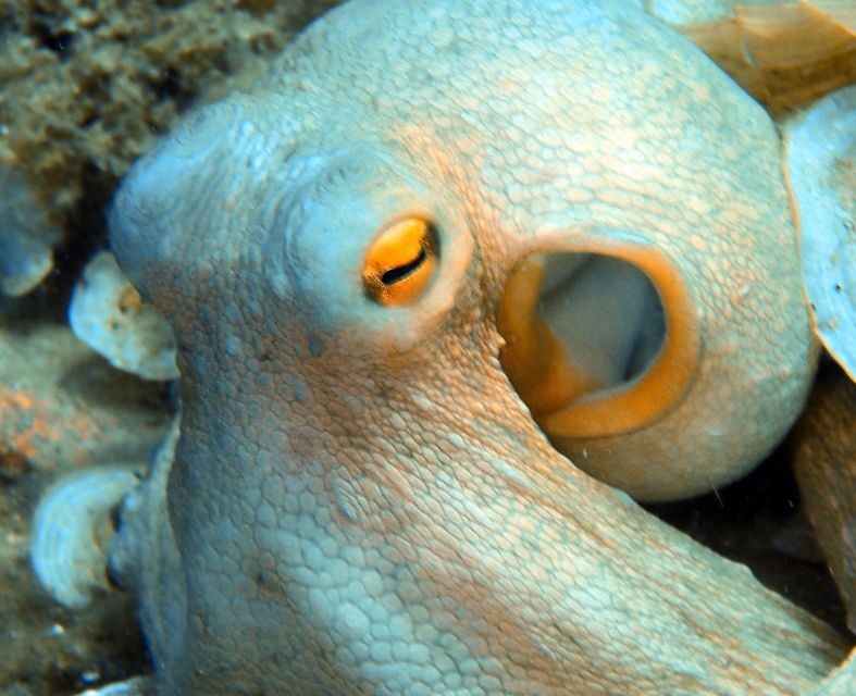 Heraklion: Scuba Diving Experience for First-Timers - Practical Tips for Future Divers