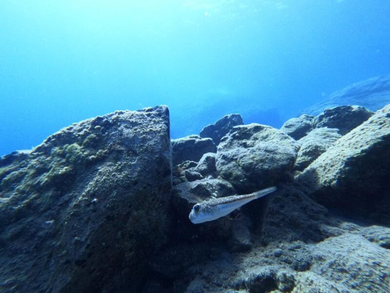 Heraklion: Try Scuba Diving For Beginners (1 dive) - FAQ