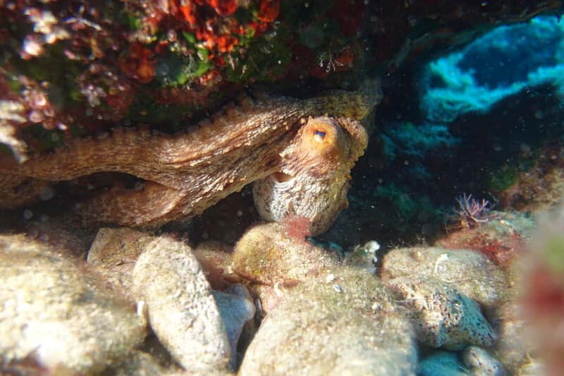 Heraklion: Try Scuba Diving - What to Expect During Your Dive