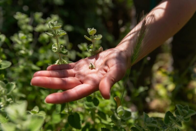 Herbalism and Wildlife (Small group experience) - Key Points