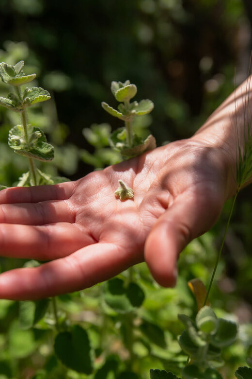 Herbalism and Wildlife (Small group experience) - Included and Excluded Elements: What You Get