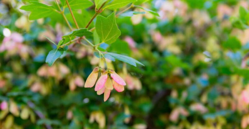 Herbalism and Wildlife (Small group experience) - Practical Details for Travelers