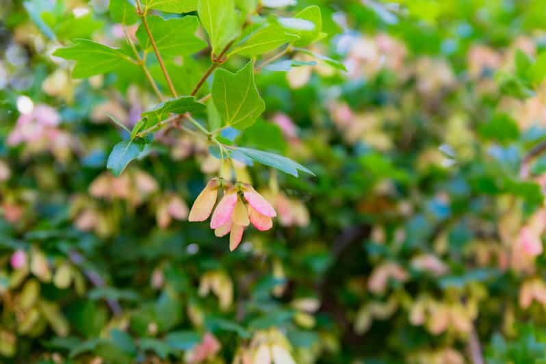 Herbalism and Wildlife (Small group experience) - Why This Tour Is Worth Considering