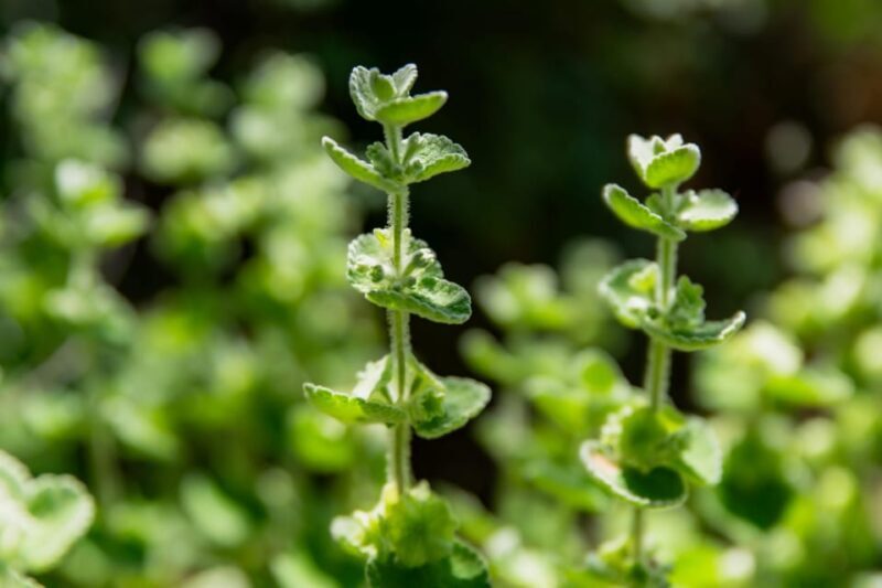 Herbalism and Wildlife (Small group experience) - The Sum Up: Who Will Love This Experience?