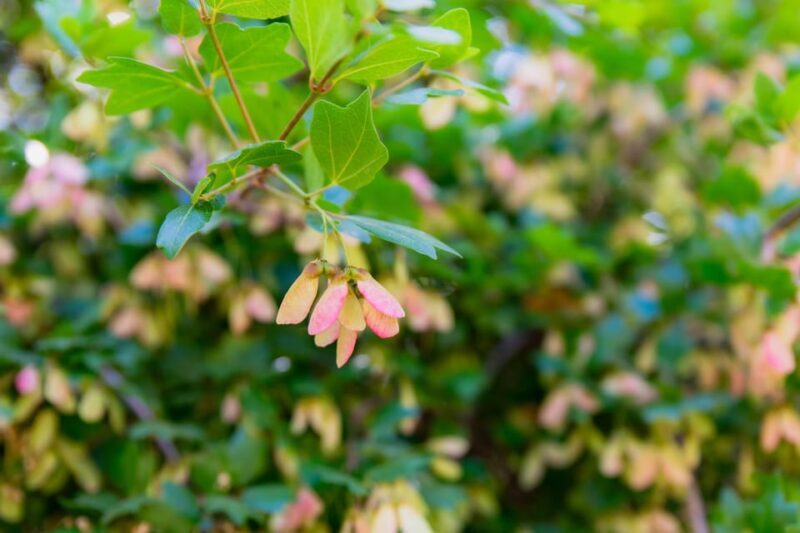 Herbalism and Wildlife (Small group experience) - FAQ