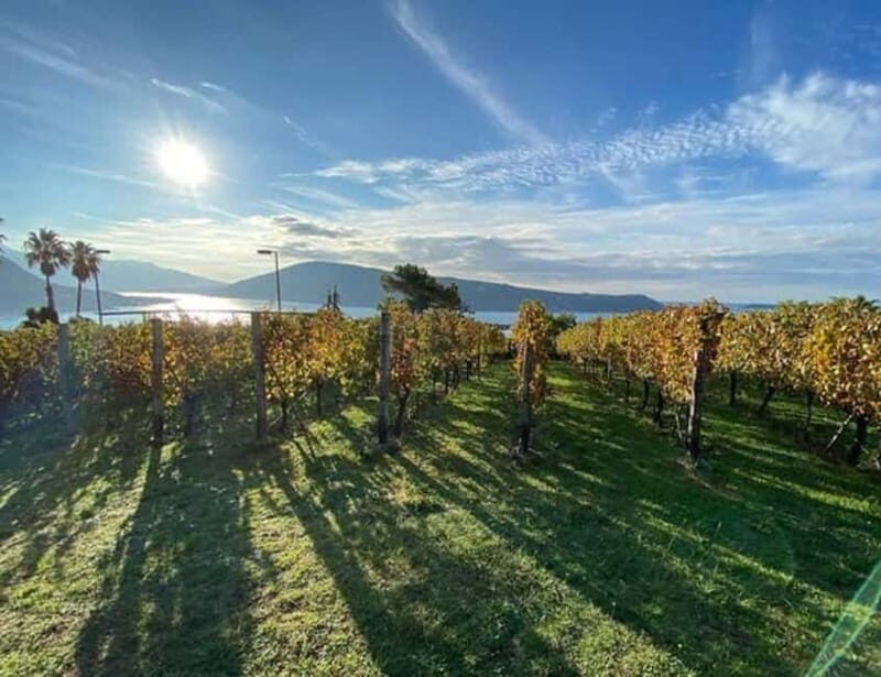 Herceg Novi: Old Timer Tour & Wine Tasting Charms - Evaluating the Value