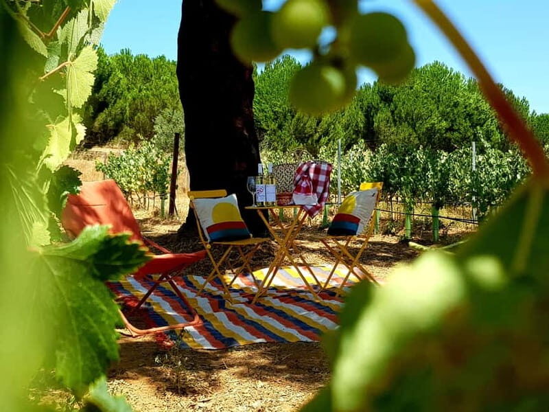 Herdade Canal Caveira - Visit Winery & Picnic - What to Expect From Your Visit to Herdade Canal Caveira