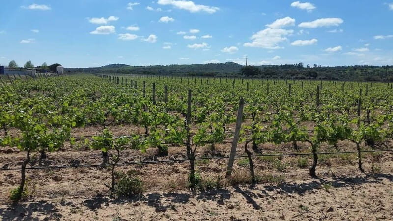 Herdade Canal Caveira - Winery Visit 4 Red's Wines & Tapas - Value and Who Should Consider It
