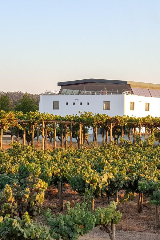 Herdade Canal Caveira - Winery Visit 4 Wines & Tapas - Analyzing the Value