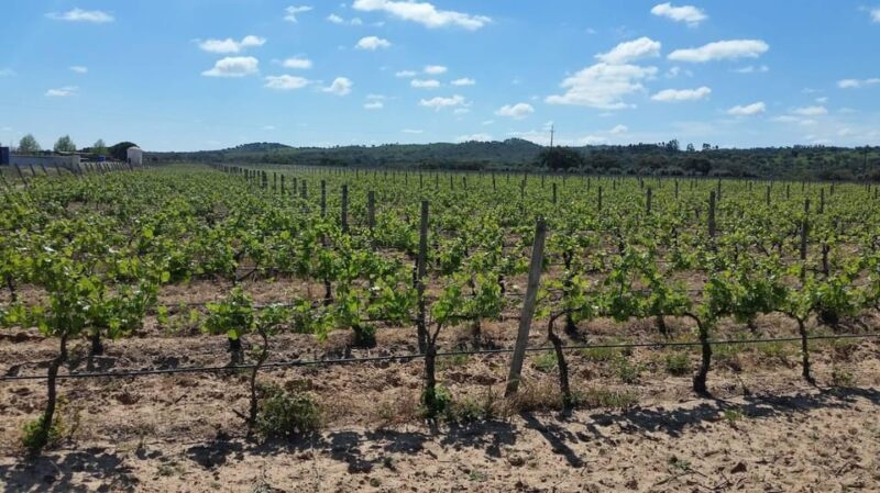 Herdade Canal Caveira - Winery Visit 4 Wines & Tapas - Who Will Appreciate This Tour?