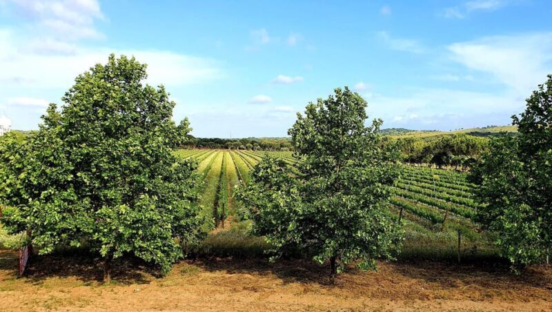 Herdade Canal Caveira - Winery Visit 4 Wines & Tapas - Wrapping It Up