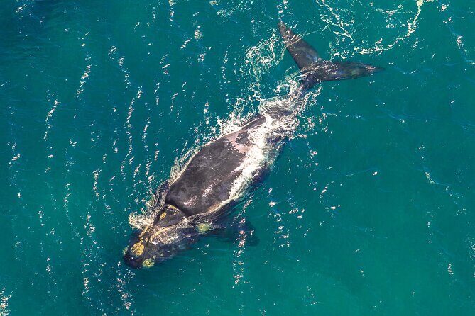 Hermanus Whale Watching Boat Trip - Hermanus Whale Watching Boat Trip: A Deep Dive into South Africa’s Marine Marvels