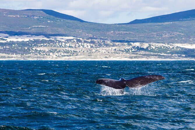 Hermanus Whale Watching Boat Trip - An In-Depth Look at the Hermanus Whale Watching Tour