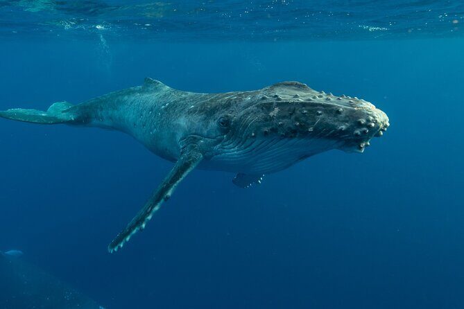 Hermanus Whale Watching Boat Trip - FAQs
