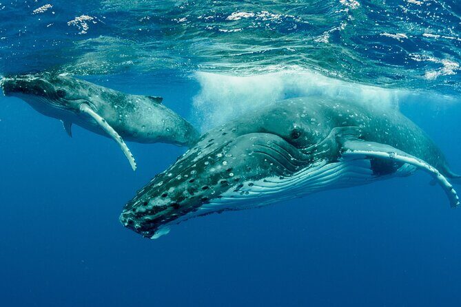 Hermanus Whale Watching Boat Trip - Final Thoughts