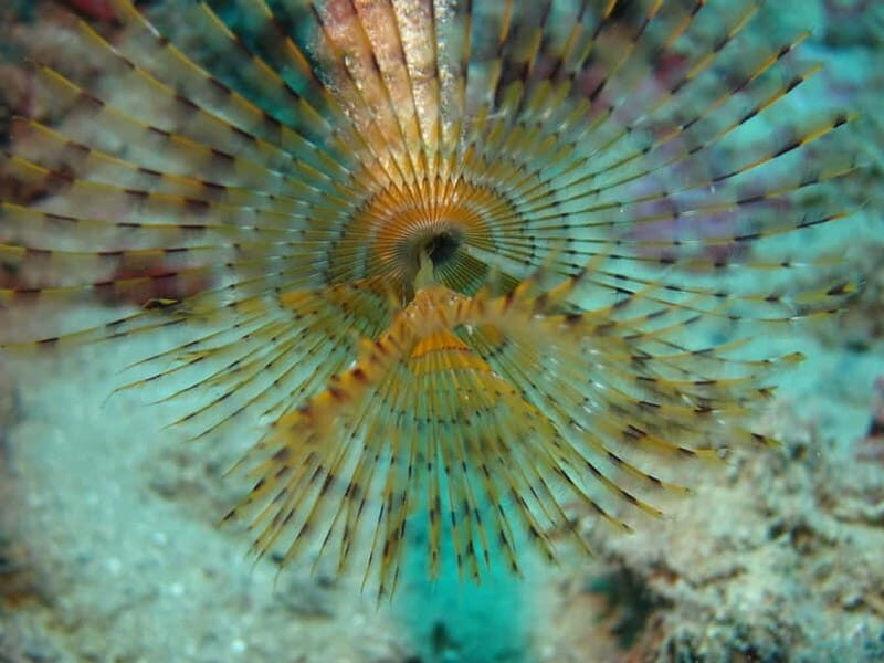Hersonissos, Stalida: Scuba Diving Experience for beginners - Who Should Consider This Experience?