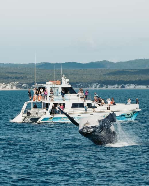 Hervey Bay: 3/4 Day Whale Watching Cruise with Lunch - An In-Depth Look at the Whale Watching Experience