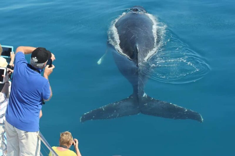 Hervey Bay: 3/4 Day Whale Watching Cruise with Lunch - FAQ