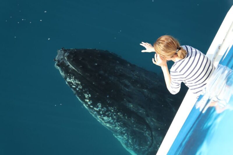 Hervey Bay 4-Hour Whale Watch Encounter - Key Points