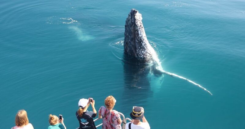 Hervey Bay 4-Hour Whale Watch Encounter - Introduction: Why Choose This Whale Watching Adventure?