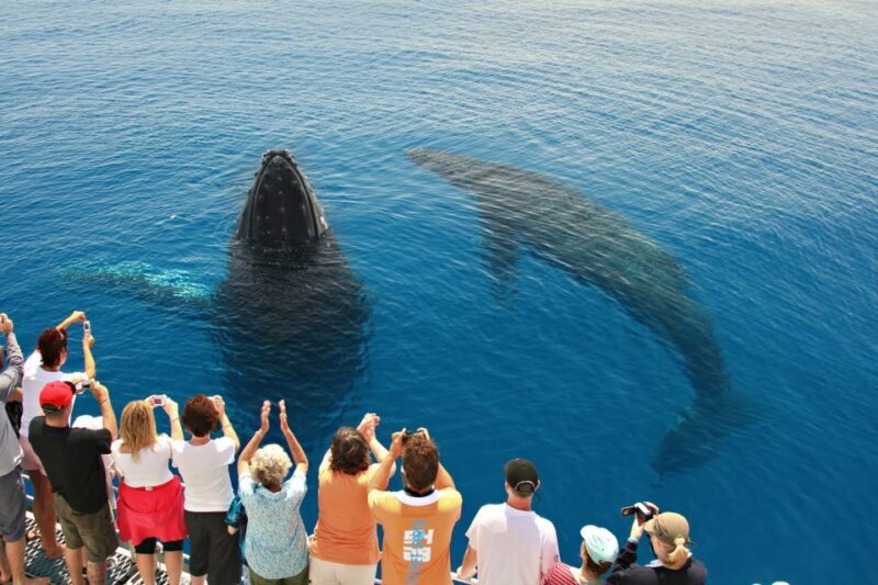 Hervey Bay 4-Hour Whale Watch Encounter - The Itinerary in Detail: What to Expect?