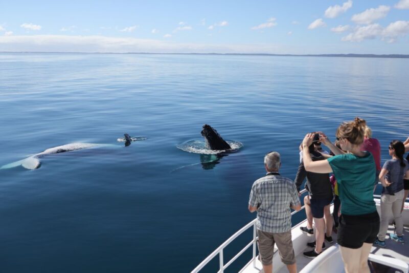 Hervey Bay 4-Hour Whale Watch Encounter - Reviews: Authentic Voices