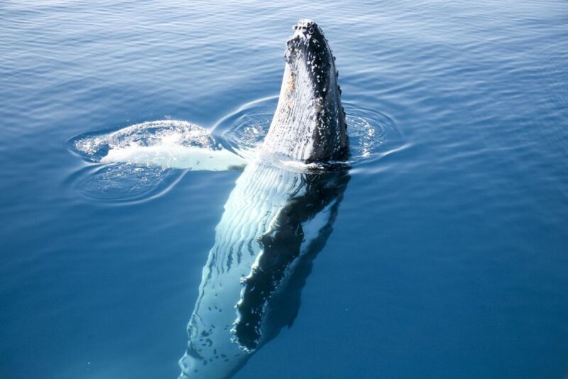 Hervey Bay 4-Hour Whale Watch Encounter - The Sum Up: Is This Tour Right for You?