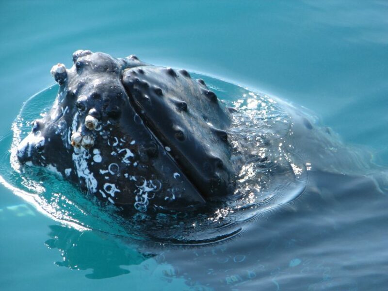 Hervey Bay 4-Hour Whale Watch Encounter - FAQ