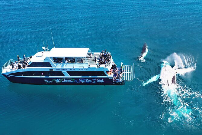 Hervey Bay: Best Value Half Day Whale Watching Cruise - FAQs