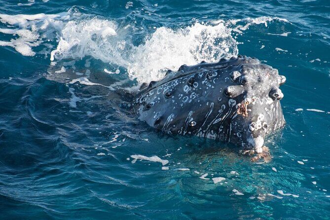 Hervey Bay: Best Value Half Day Whale Watching Cruise - The Itinerary and Highlights