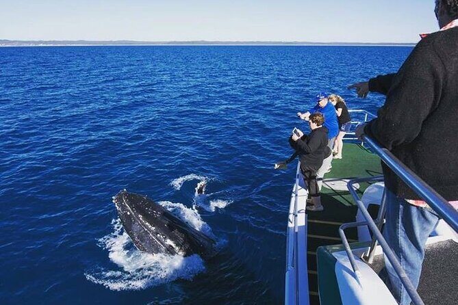 Hervey Bay: Best Value Half Day Whale Watching Cruise - Practical Details That Matter