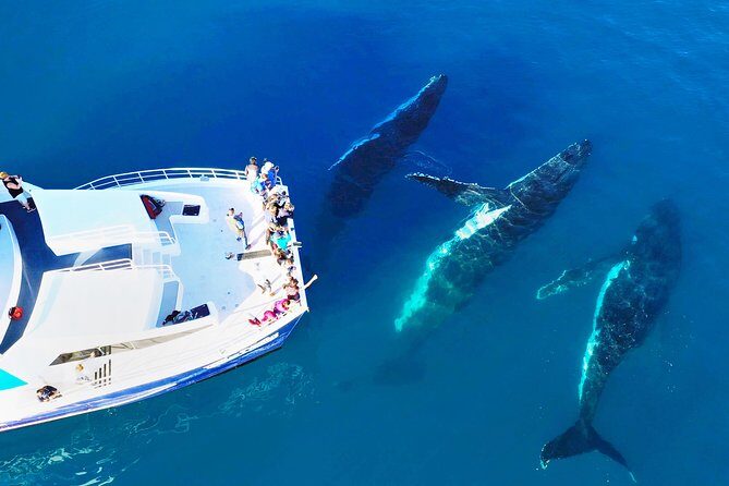 Hervey Bay: Best Value Half Day Whale Watching Cruise - Why This Tour Is a Great Choice