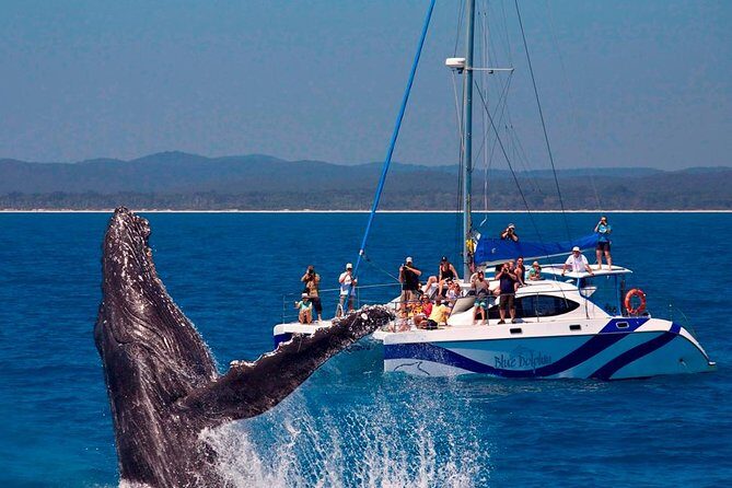 Hervey Bay: Best Value Half Day Whale Watching Cruise - FAQs