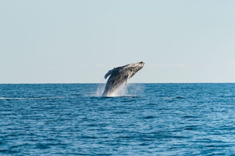 Hervey Bay: Exclusive Whale Watch Encounter - What Makes Hervey Bay Whale Watching Special?