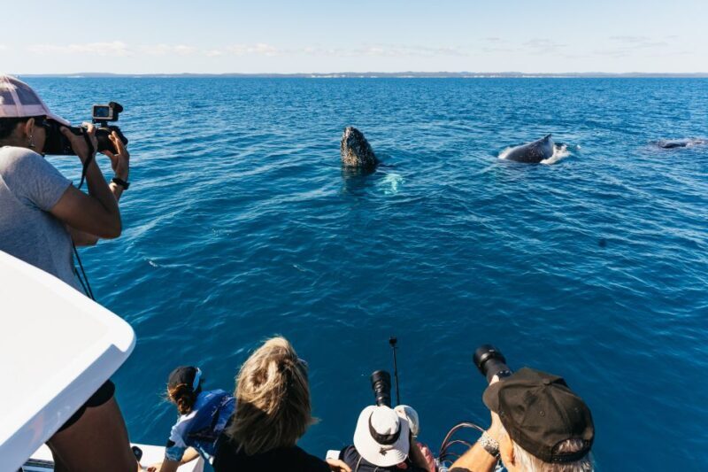 Hervey Bay: Exclusive Whale Watch Encounter - Why the Crew and Guides Matter
