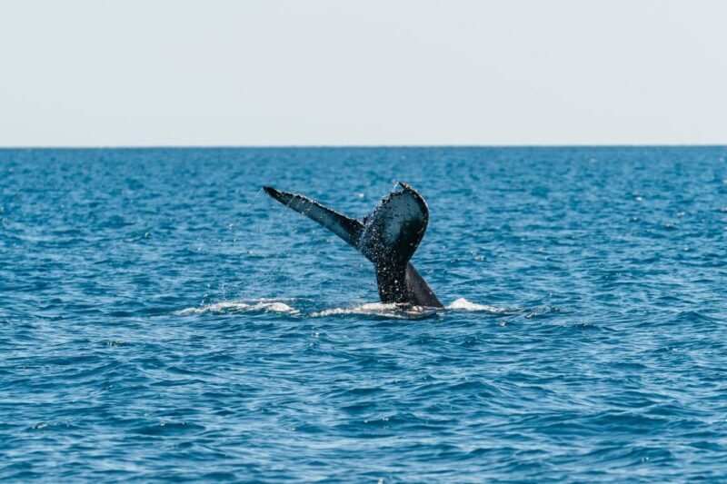 Hervey Bay: Exclusive Whale Watch Encounter - Comfort and Amenities