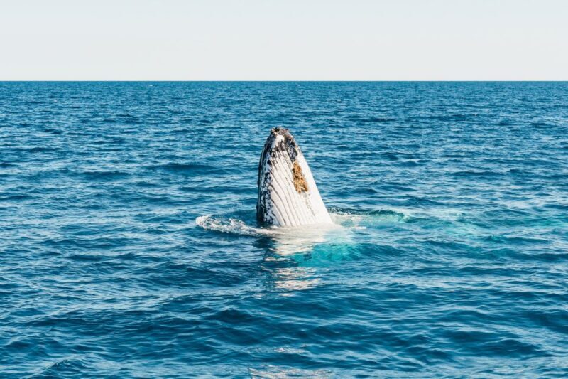 Hervey Bay: Exclusive Whale Watch Encounter - The Cost and Value