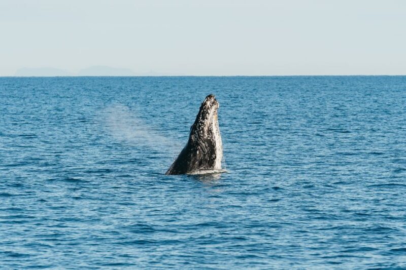 Hervey Bay: Exclusive Whale Watch Encounter - Weather, Safety, and Conditions