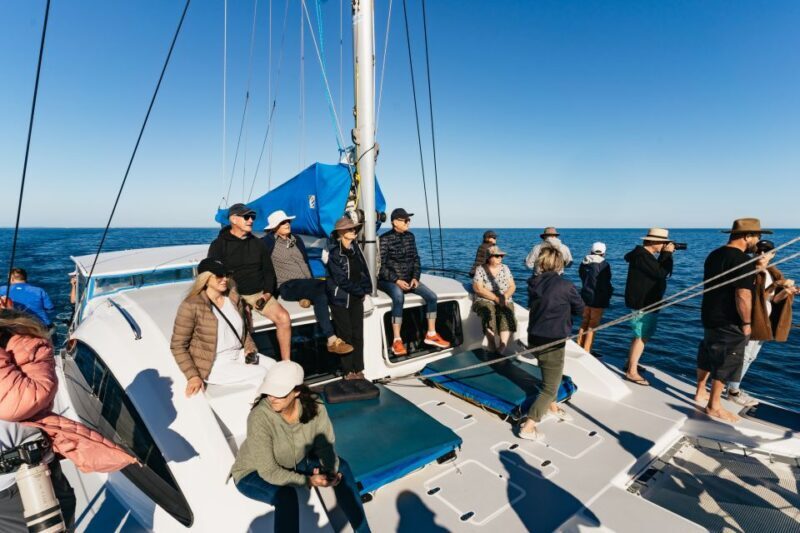 Hervey Bay: Exclusive Whale Watch Encounter - Authentic Encounters and Special Moments