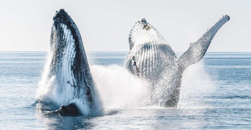 Hervey Bay: Half-Day Whale and Island Adventure by Boat - Final Thoughts: Is This Tour for You?