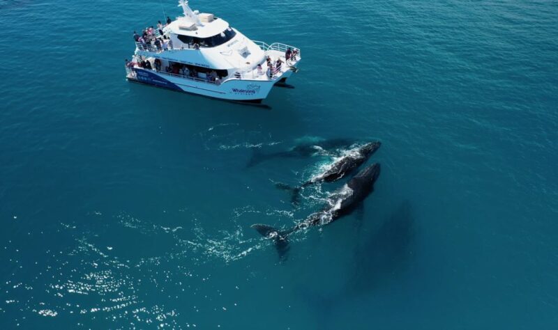 Hervey Bay: Half-Day Whale Watching Cruise with Meal - Key Points