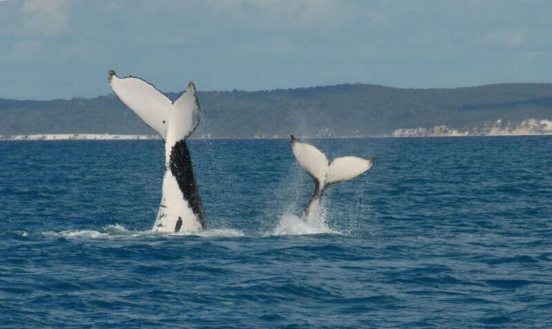 Hervey Bay: Half-Day Whale Watching Cruise with Meal - The Experience: What To Expect