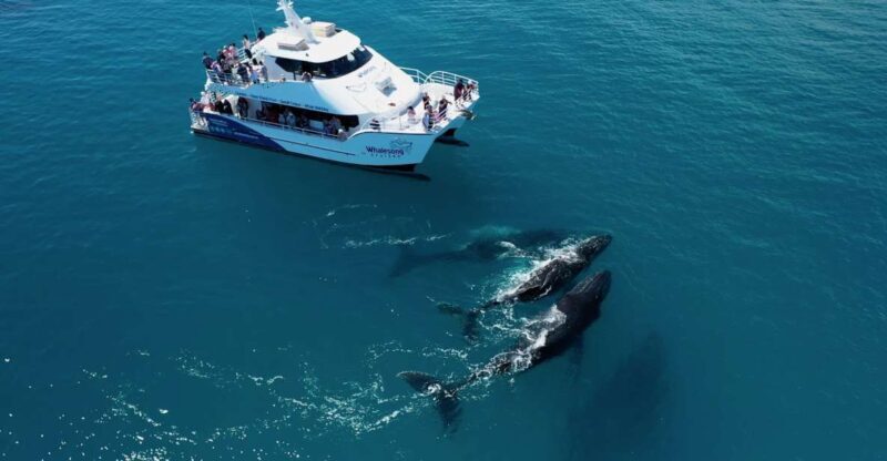 Hervey Bay: Half-Day Whale Watching Cruise with Meal - The Reviews: Authentic Insights from Travelers
