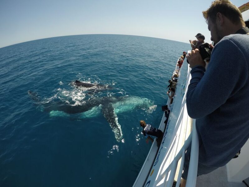 Hervey Bay: Half-Day Whale Watching Cruise with Meal - How This Tour Differs from Others