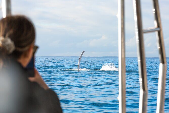 Hervey Bay: Half Day Whale watching & Island Stop Tour - An Authentic and Practical Look at the Tour