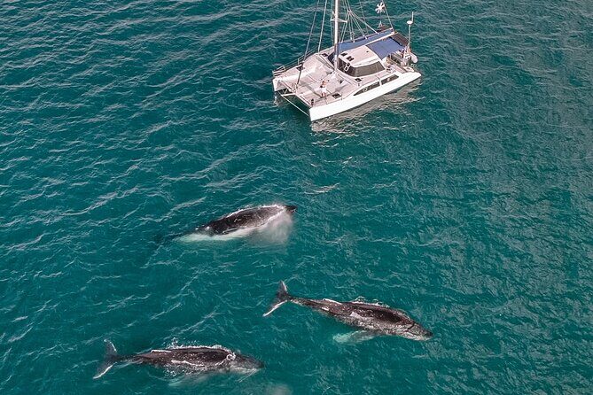 Hervey Bay Overnight Whale Watching Cabin Hire - An In-Depth Look at the Hervey Bay Overnight Whale Watching Experience