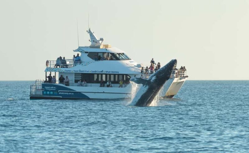 Hervey Bay: Pre-season Whale and Dolphin Watching Cruise - What Makes This Tour Stand Out?